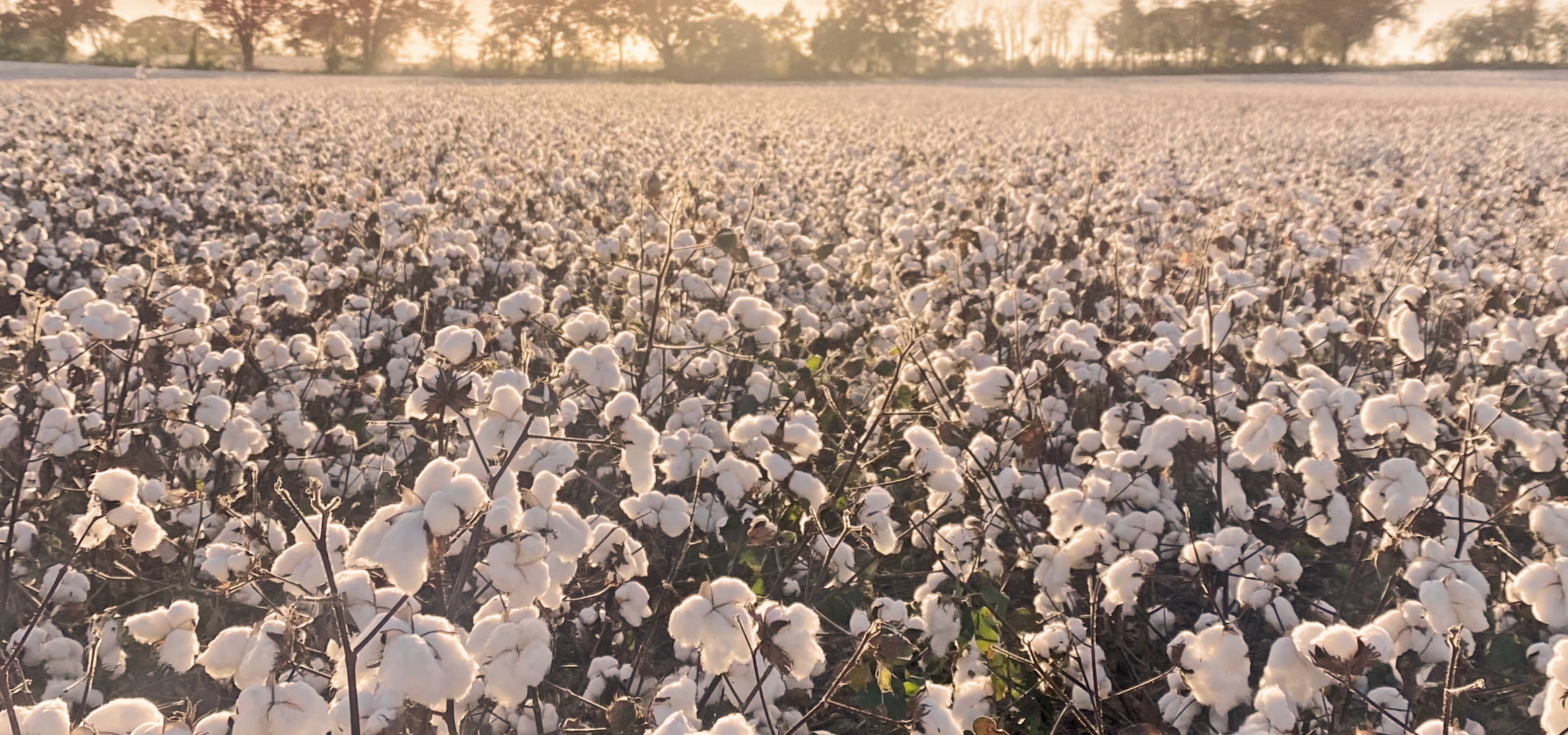 ABOUT US – 5th Gen Cotton Co