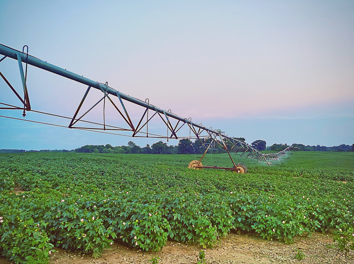 COTTON FACTS – 5th Gen Cotton Co